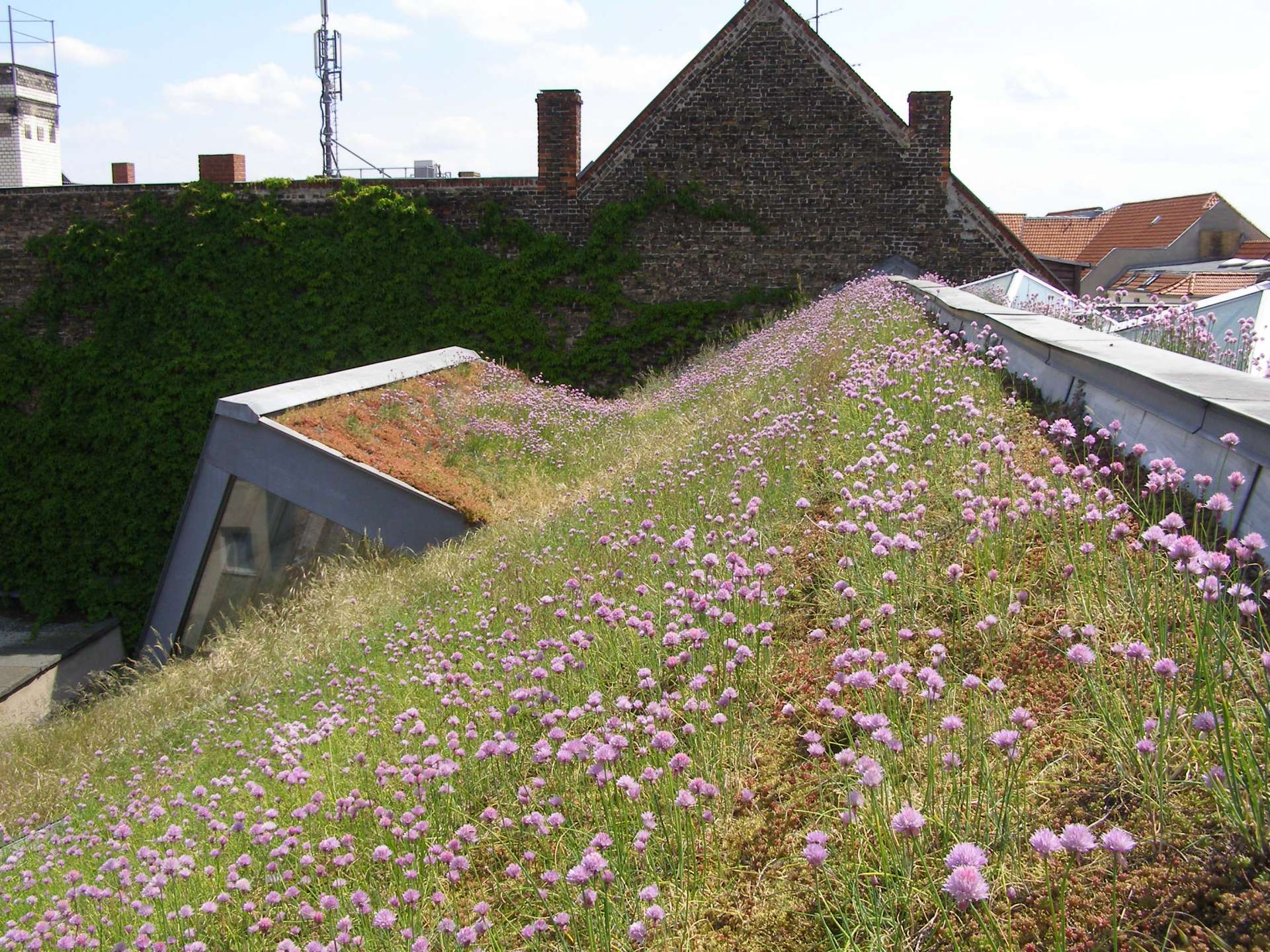 2.végétalisation extensive muscinale, photo Manfred Koehler - Terrasses ...